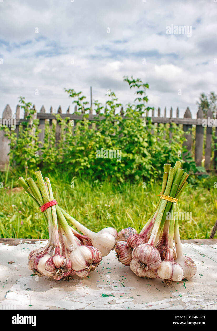 two bundles of garlic lying on the wooden table outdoor on summer day ...