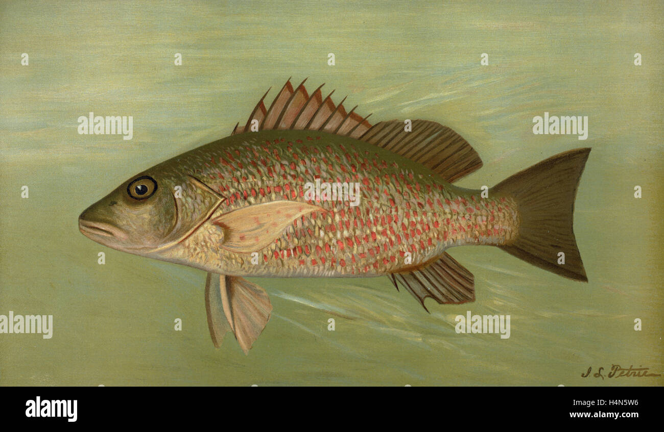 Schoolmaster Snapper Teeth