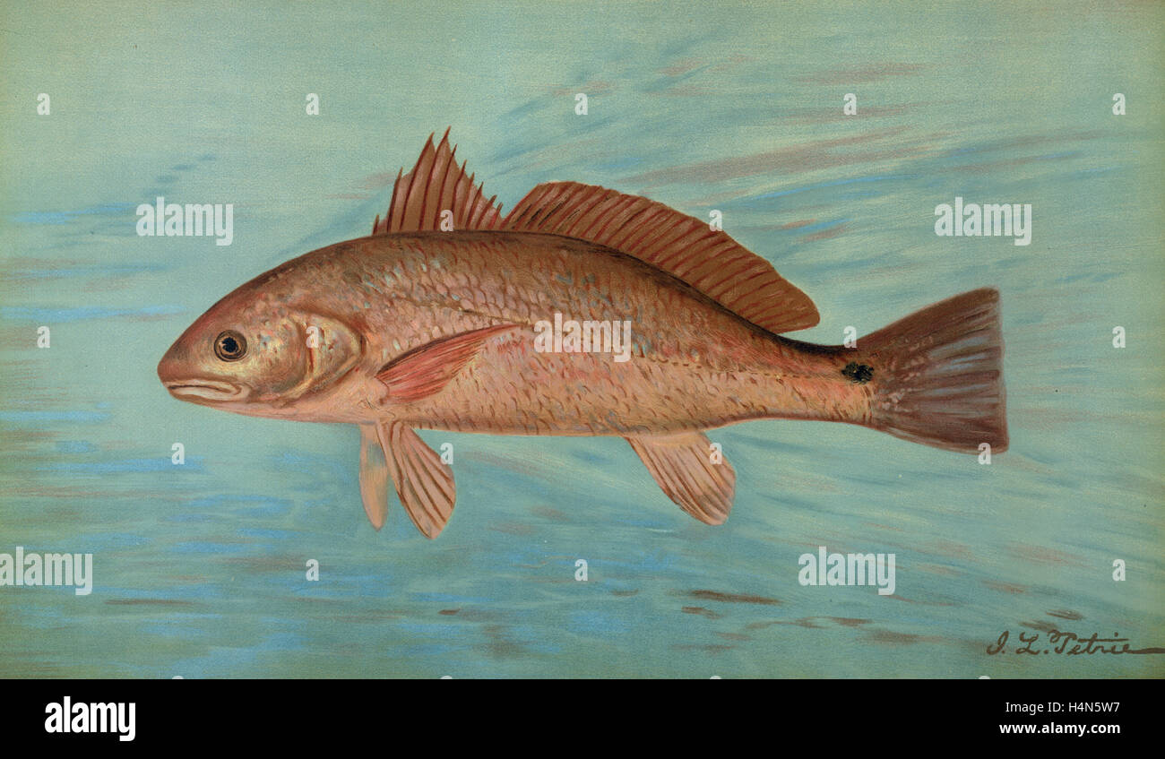 Channel bass hi-res stock photography and images - Alamy
