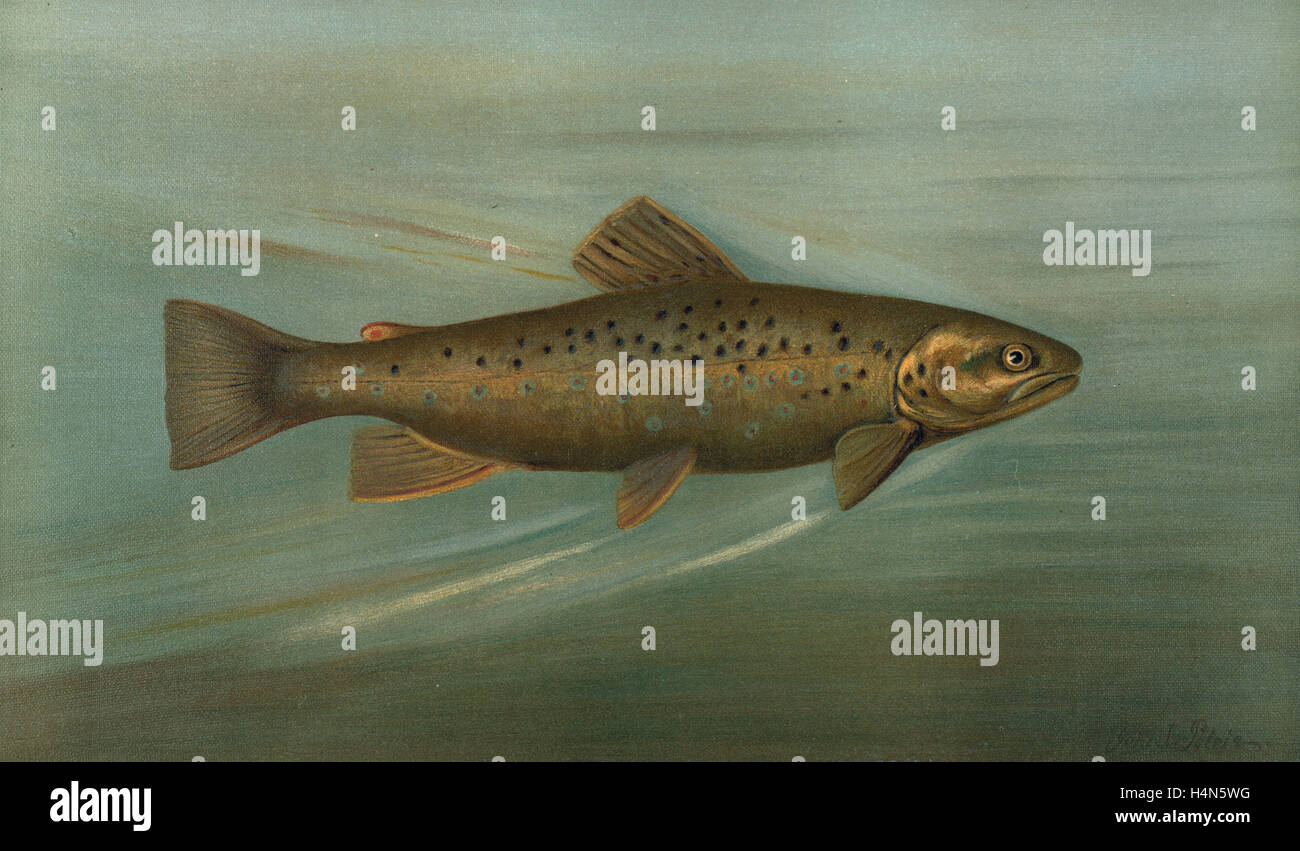 German brown trout hi-res stock photography and images - Alamy
