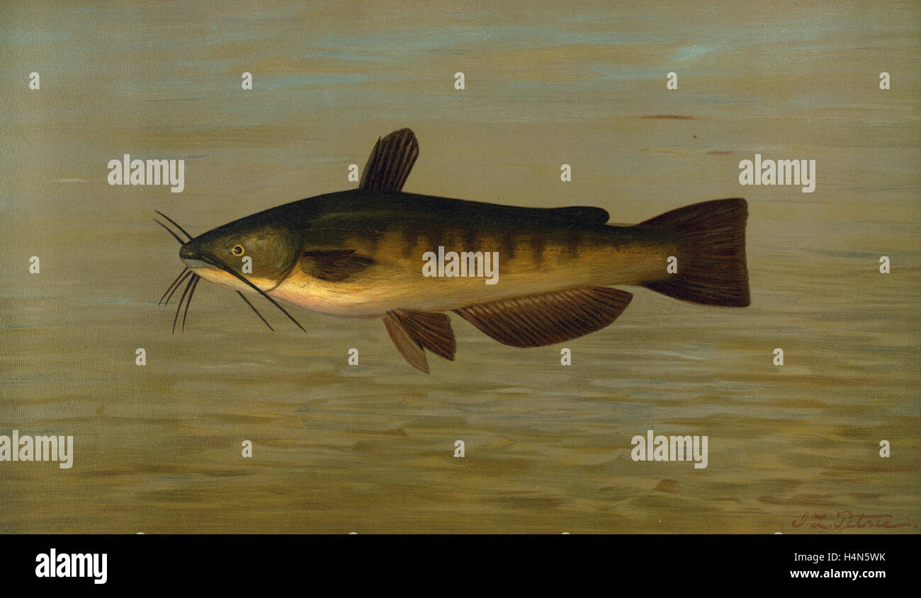 Pout fish hi-res stock photography and images - Alamy