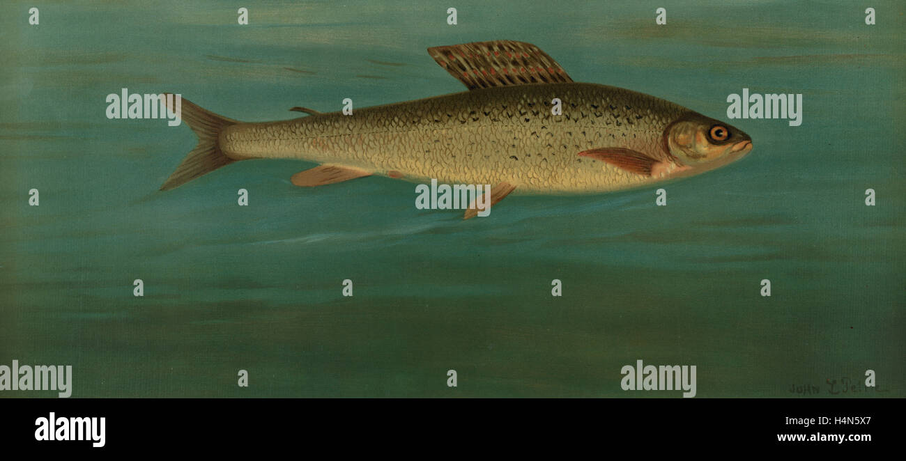 Thymallus signifer hi-res stock photography and images - Alamy