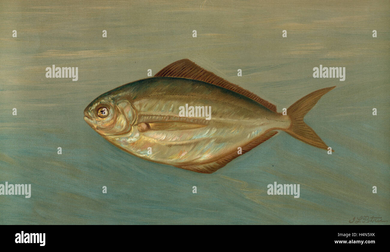 1830 dollar hi-res stock photography and images - Alamy