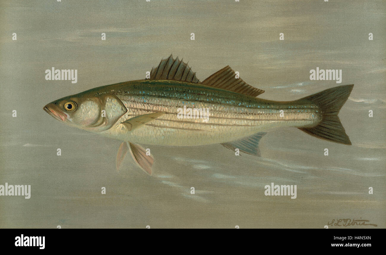 Roccus lineatus hi-res stock photography and images - Alamy