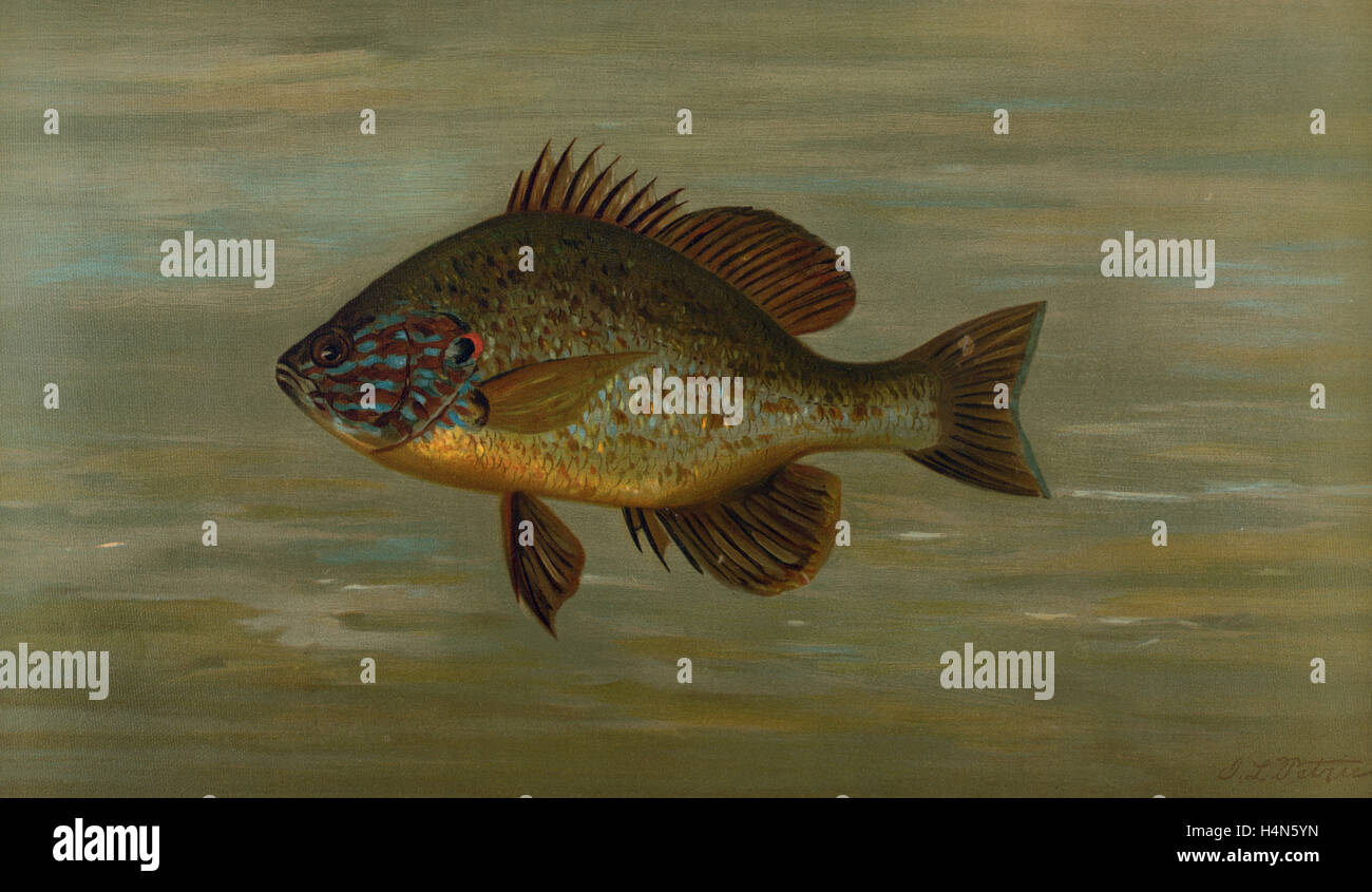 Roccus chrysops hi-res stock photography and images - Alamy