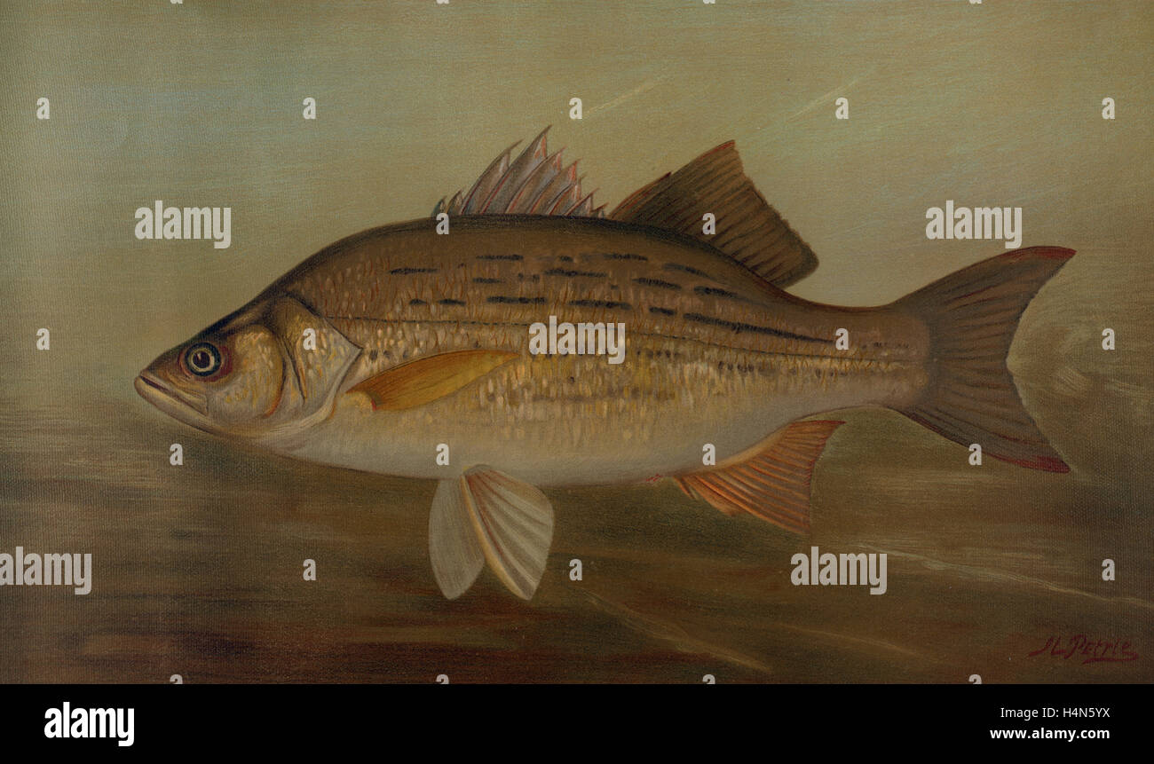 The Pike, Lucius lucius, Harris, William C. (William Charles), 1830 ...