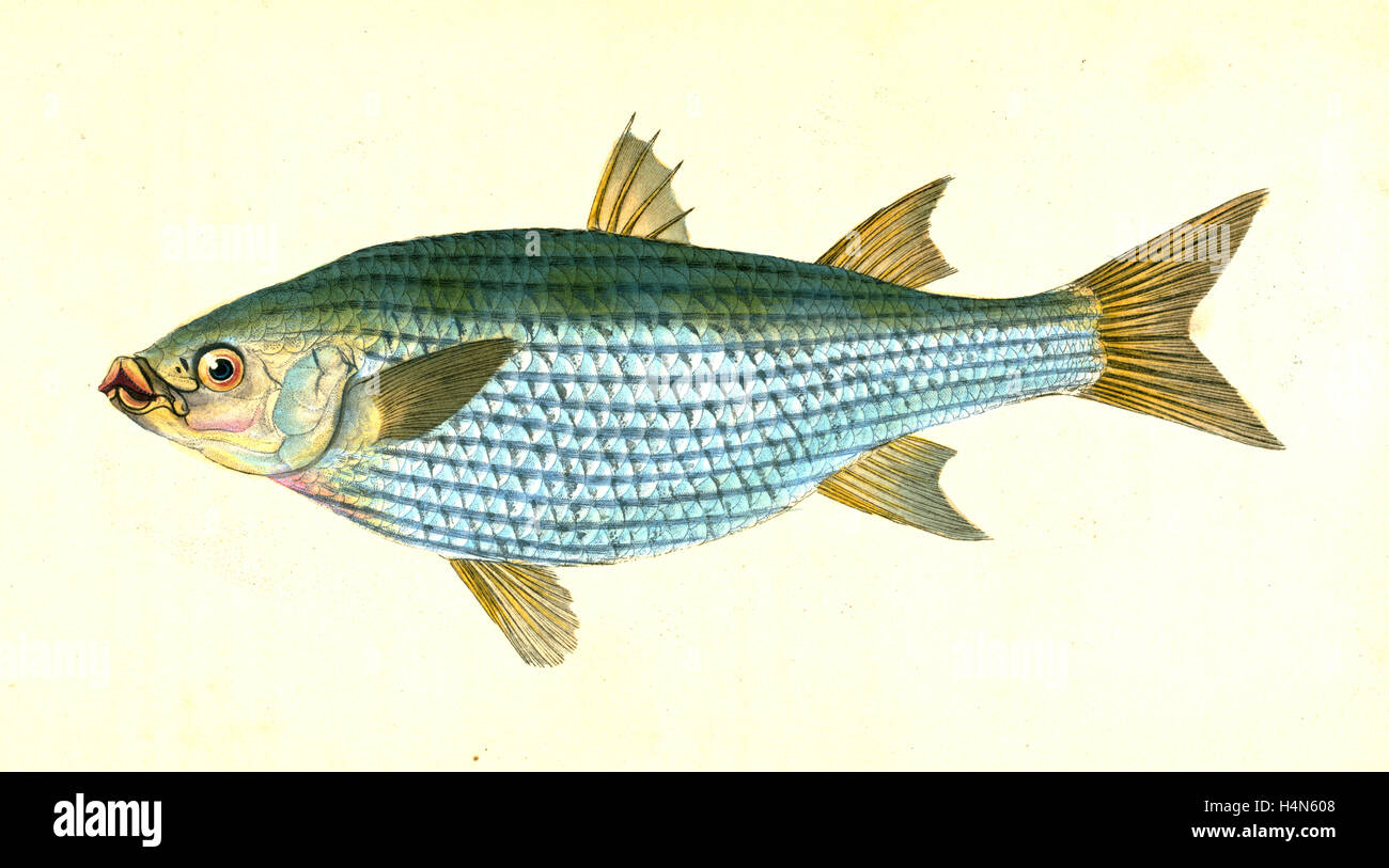 Mullet, Mugil Cephalus, British fishes, Donovan, E. (Edward), 1768-1837 ...