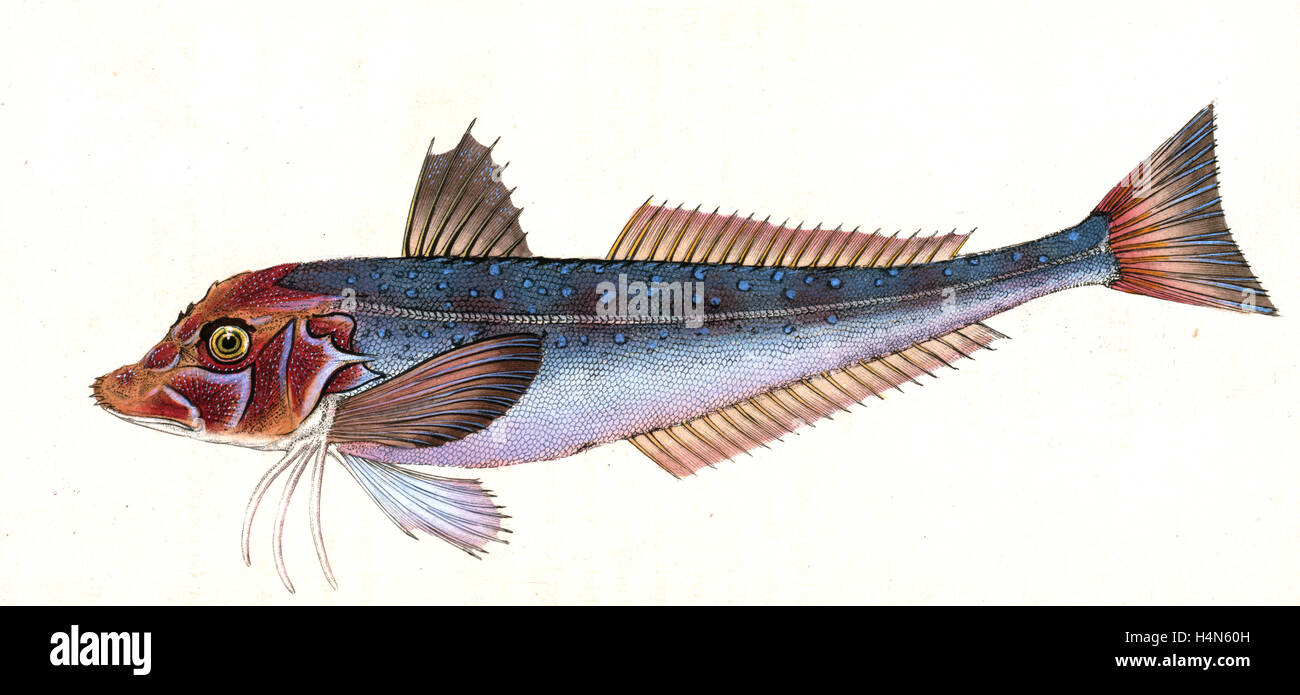 Grey Gurnard, Trigla Gurnardus, British fishes, Donovan, E. (Edward ...