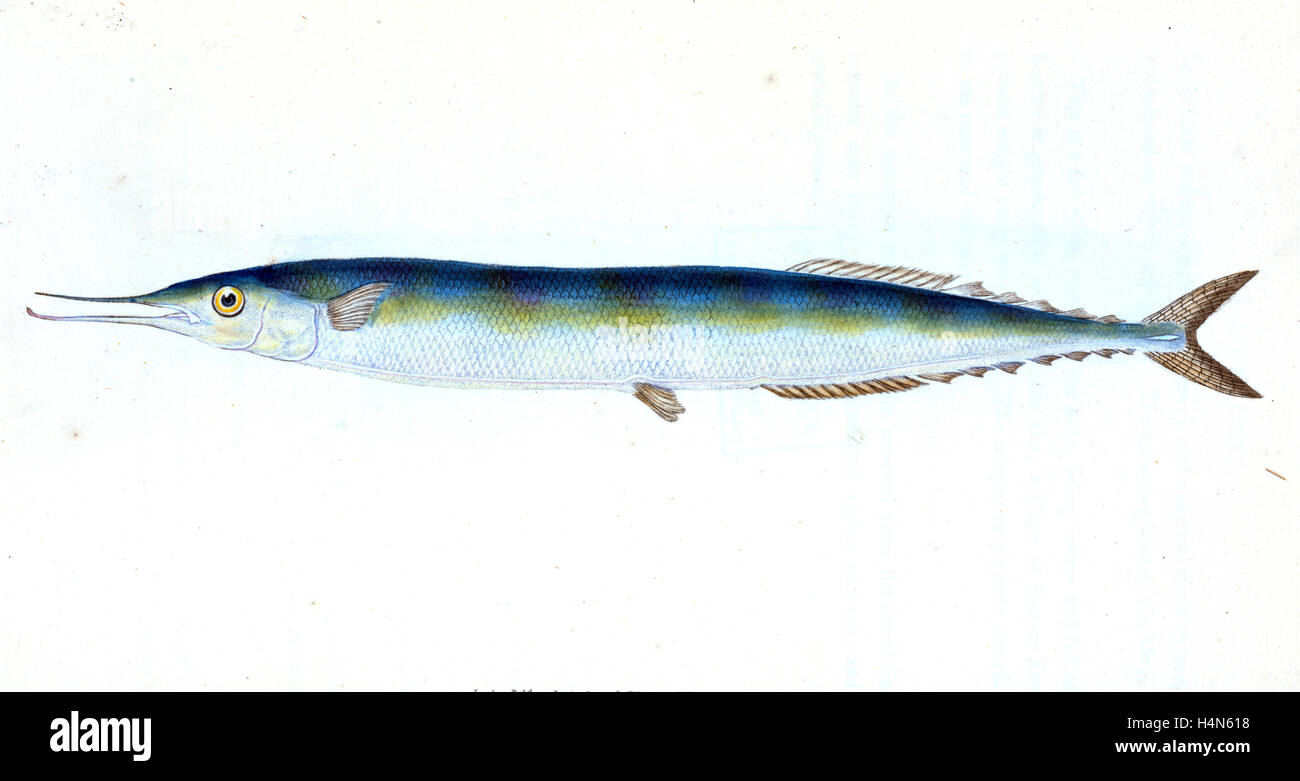 Saury, or Skipper Pike, Esox saurus, British fishes, Donovan, E ...