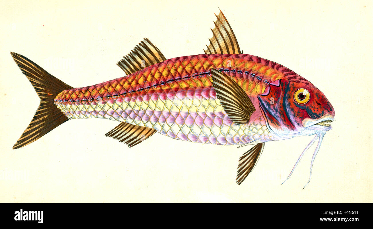 Surmulet, Mullus Surmuletus, British fishes, Donovan, E. (Edward), 1768 ...