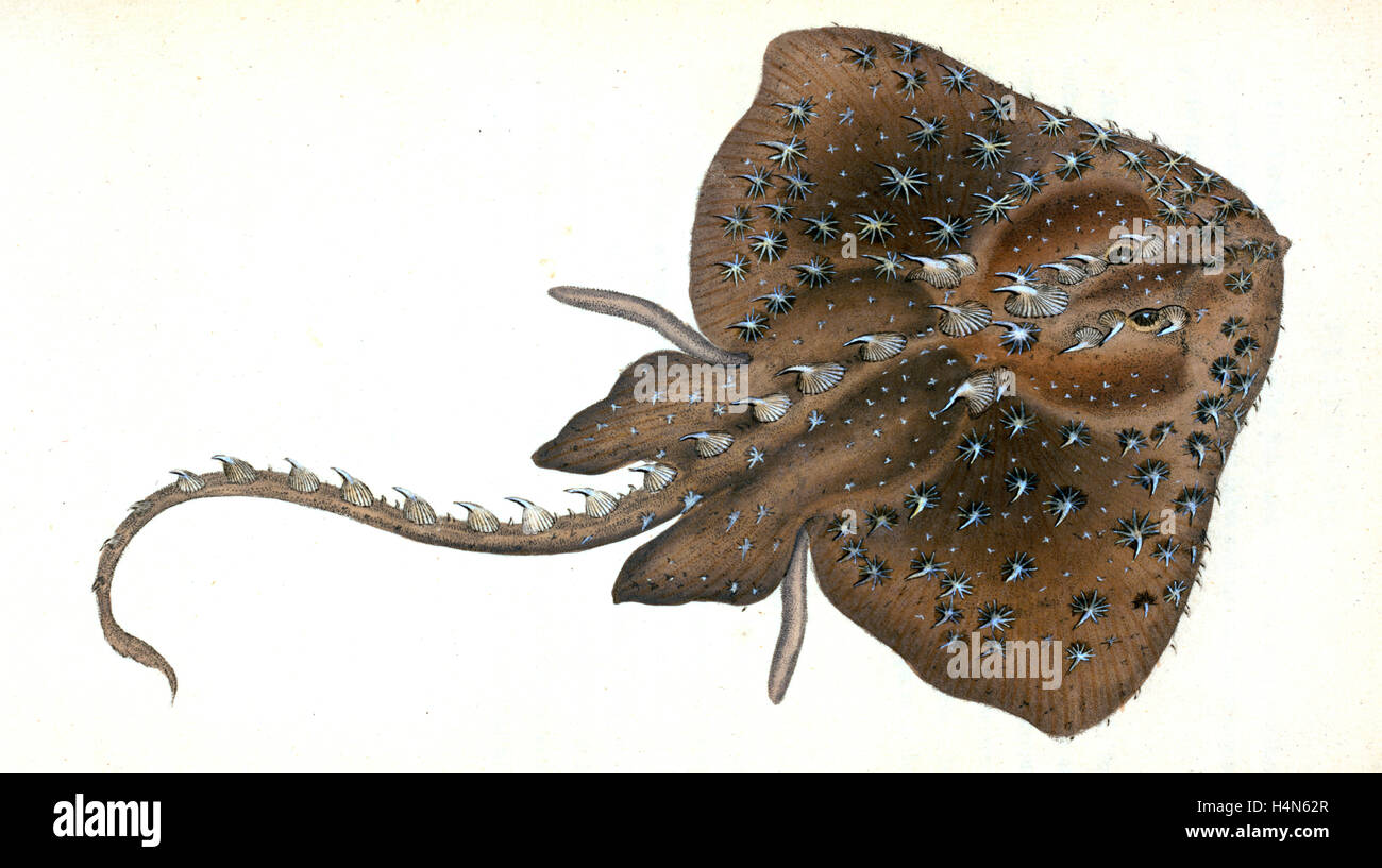 Starry Ray, Raja radiata, British fishes, Donovan, E. (Edward), 1768 ...