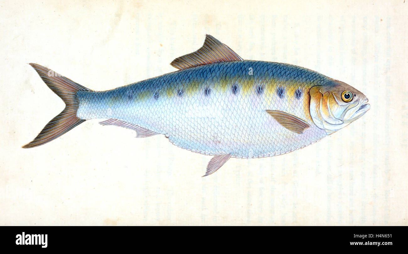 Haddock, Gadus Aeglefinus, 1804, British fishes, Donovan, E. (Edward ...