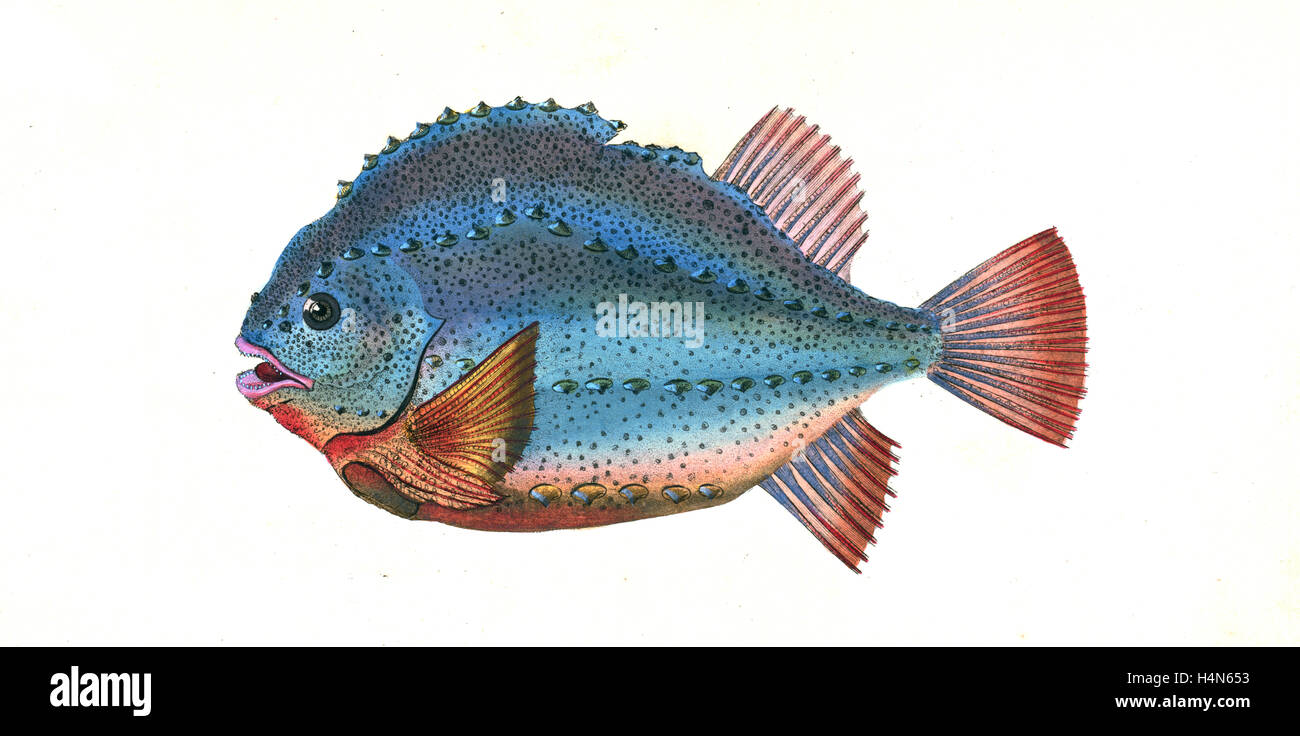 Cycloterus lumpus hi-res stock photography and images - Alamy