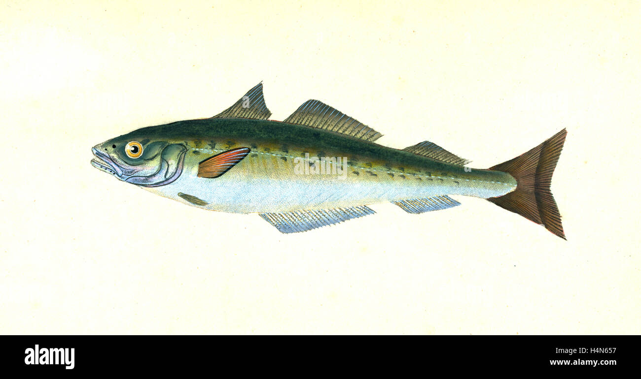 Coal Fish, Gadus Carbonarius, British fishes, Donovan, E. (Edward ...