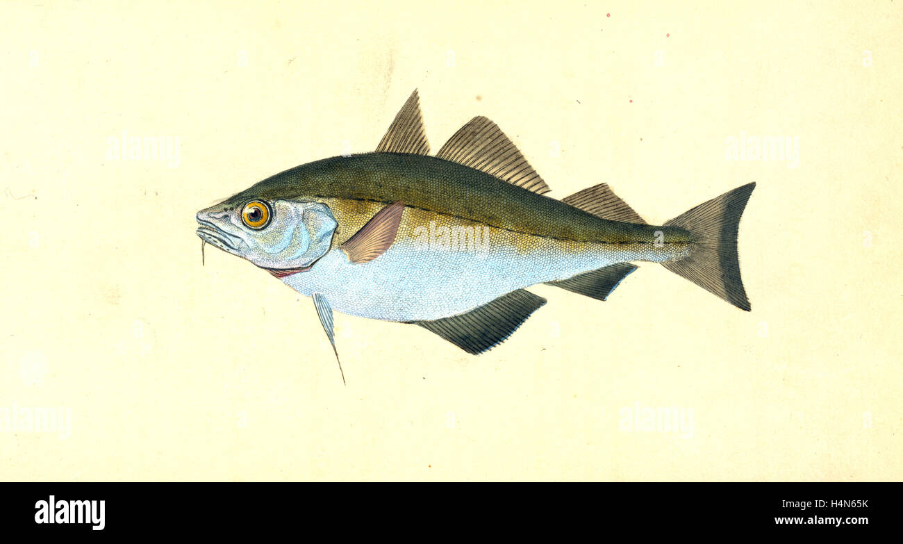 Natural history of british fishes hi-res stock photography and images ...