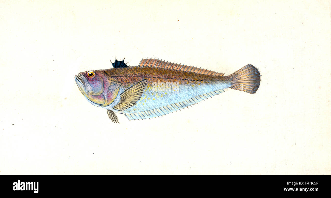 Weever, Trachinus Draco, British fishes, Donovan, E. (Edward), 1768 ...