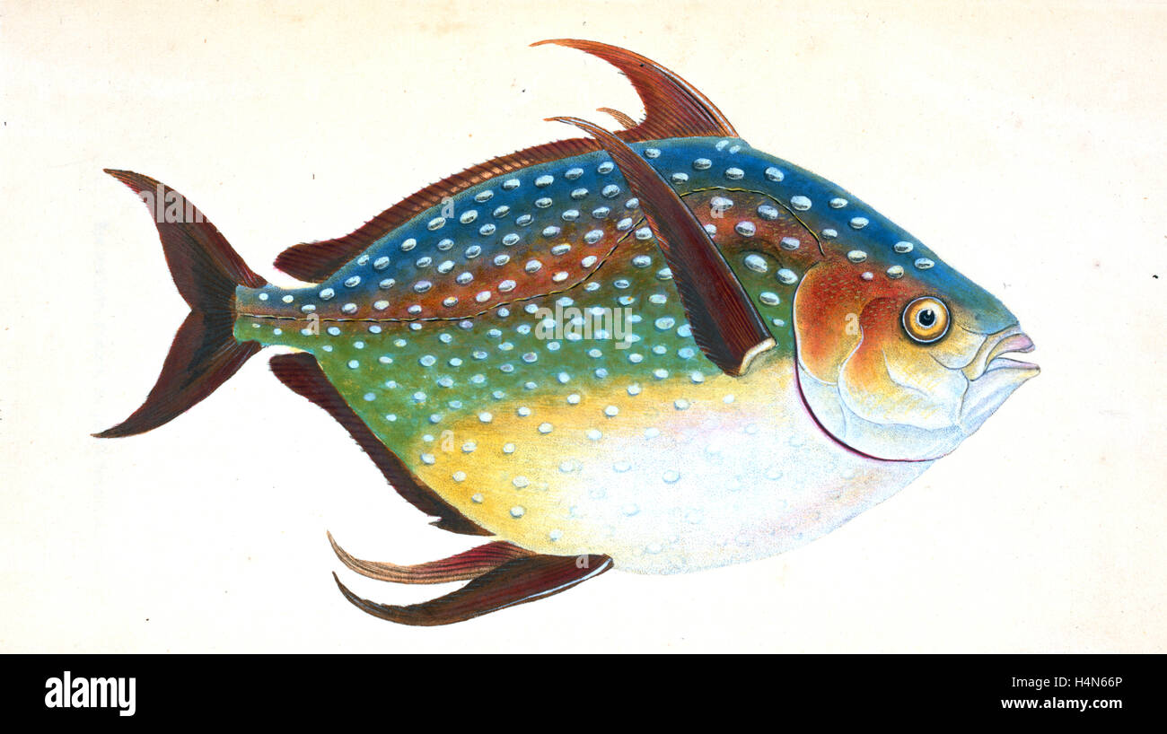 Opah fish hi-res stock photography and images - Alamy