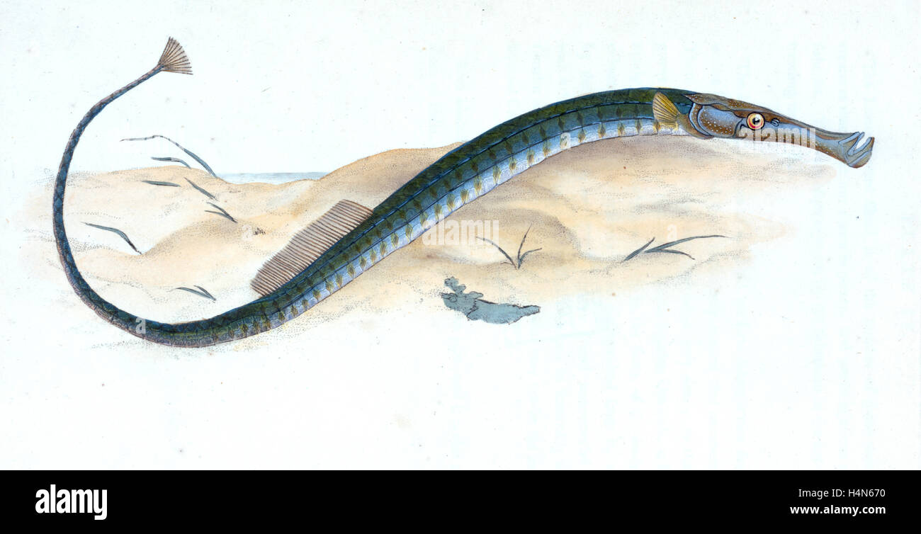 Pelagic pipe fish hi-res stock photography and images - Alamy