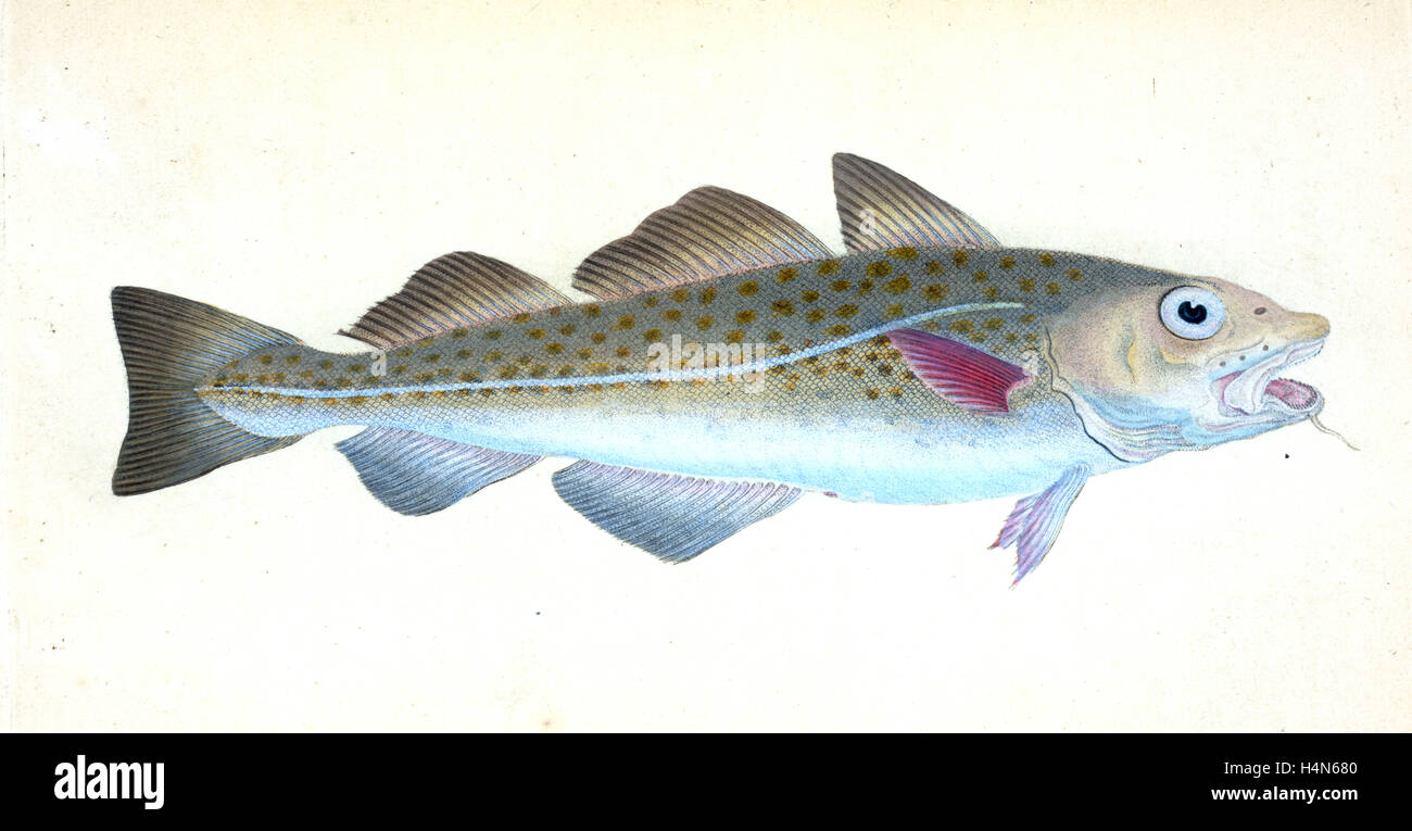 Common Cod-fish, Gadus Morhua, British fishes, Donovan, E. (Edward ...