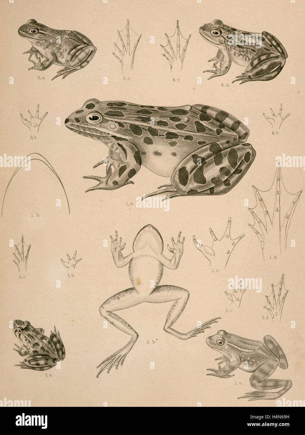 Surface frog hi-res stock photography and images - Alamy