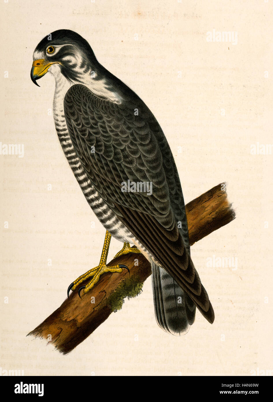 Falco nigriceps, Western Duck-Hawk., Suckley, George 1830-1869, Cooper ...