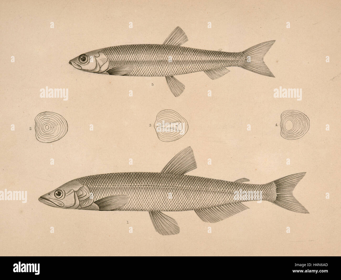 George cooper hi-res stock photography and images - Alamy