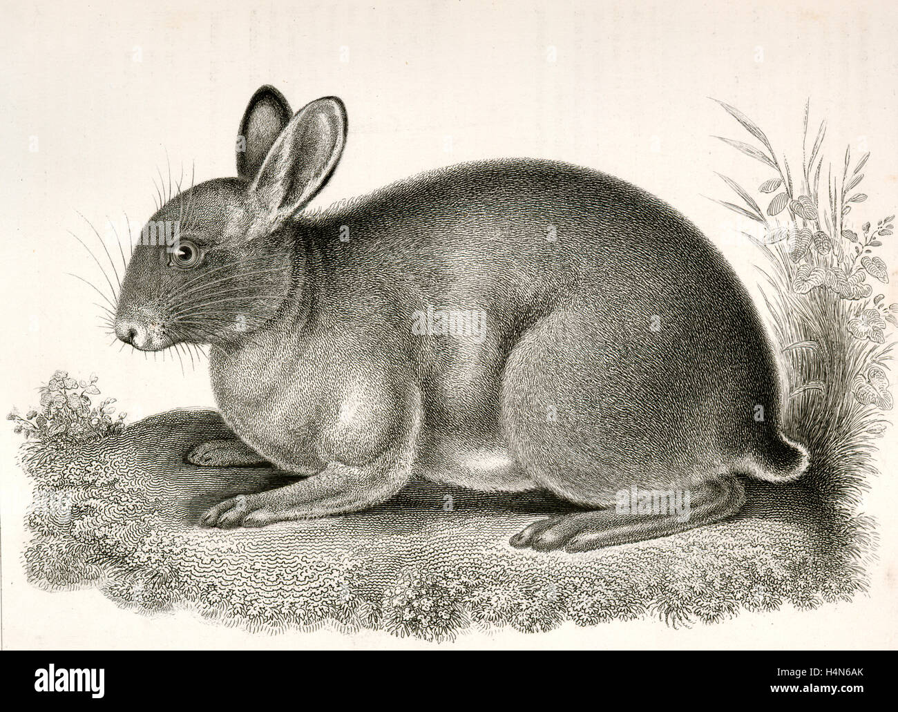 Lepus washingtonii, Red Rabbit., Suckley, George 1830-1869, Cooper, J ...