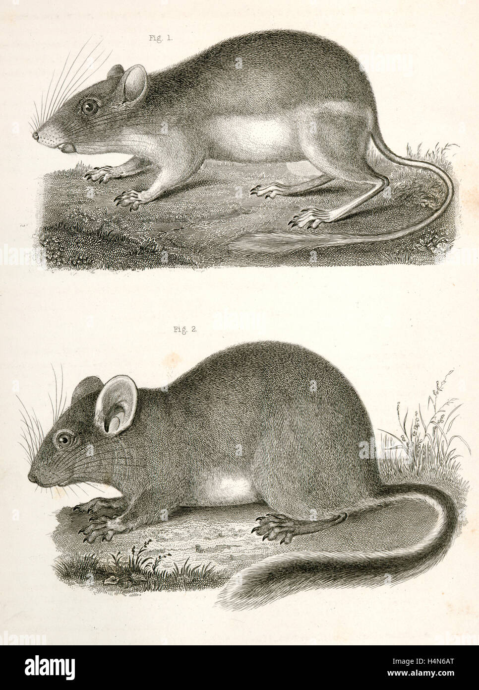 Bushy Tailed Woodrat Where Found