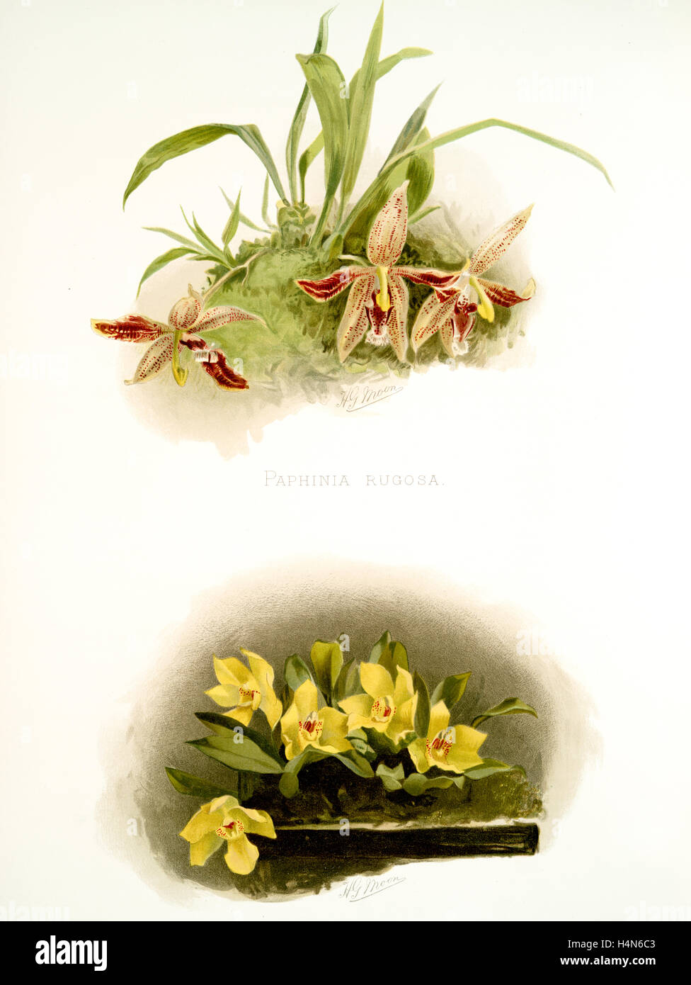 Paphinia rugosa; Zygopetalum xanthinum, Sander, F. (Frederick), 1847 ...