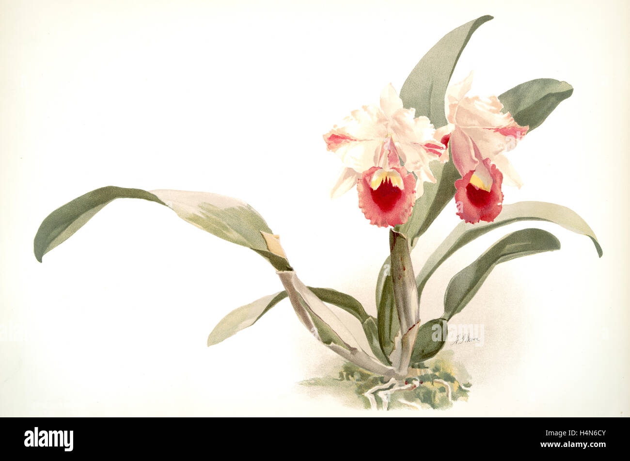 Labiata hi-res stock photography and images - Alamy