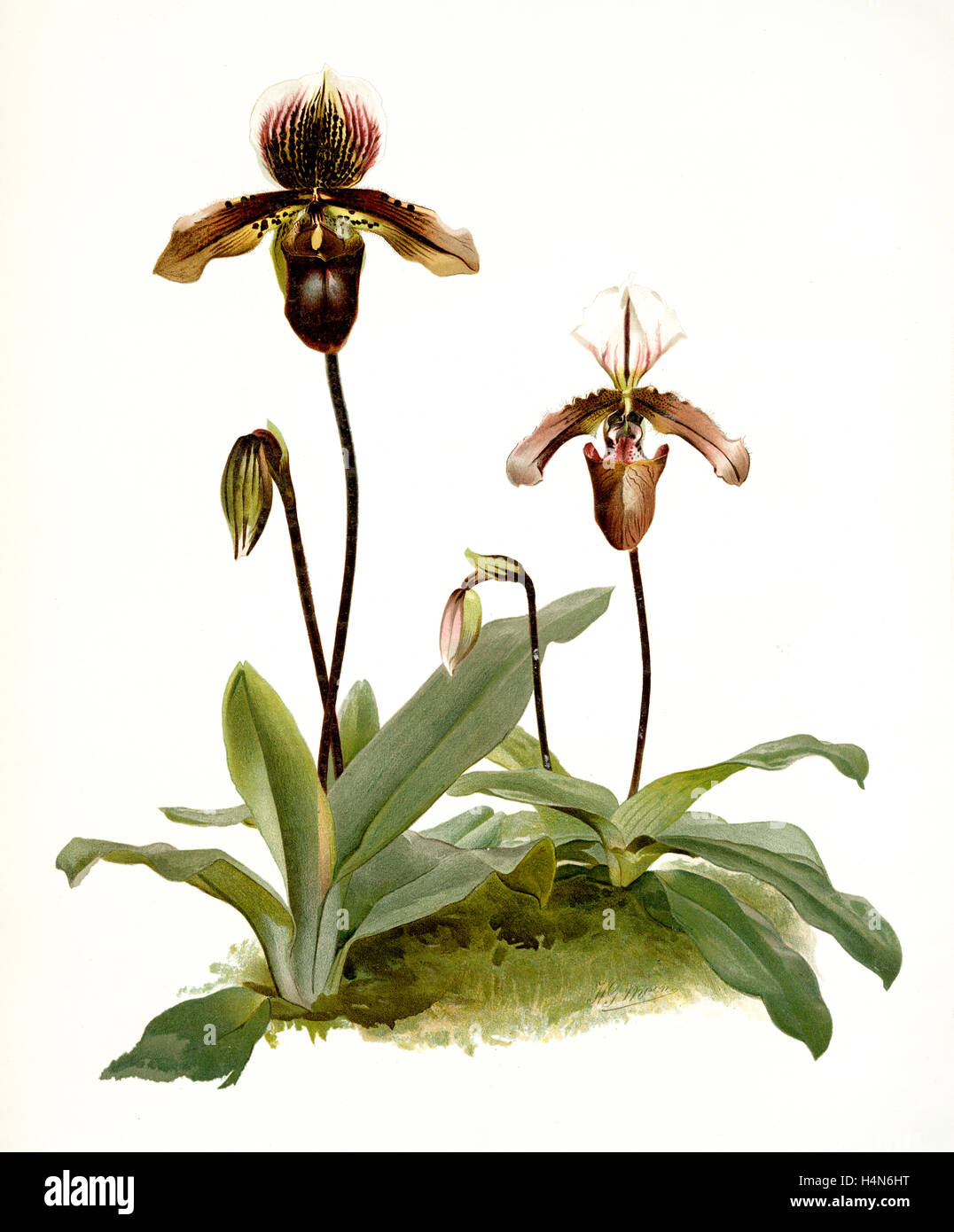 Cypripedium hybridum pollettianum hi-res stock photography and images ...