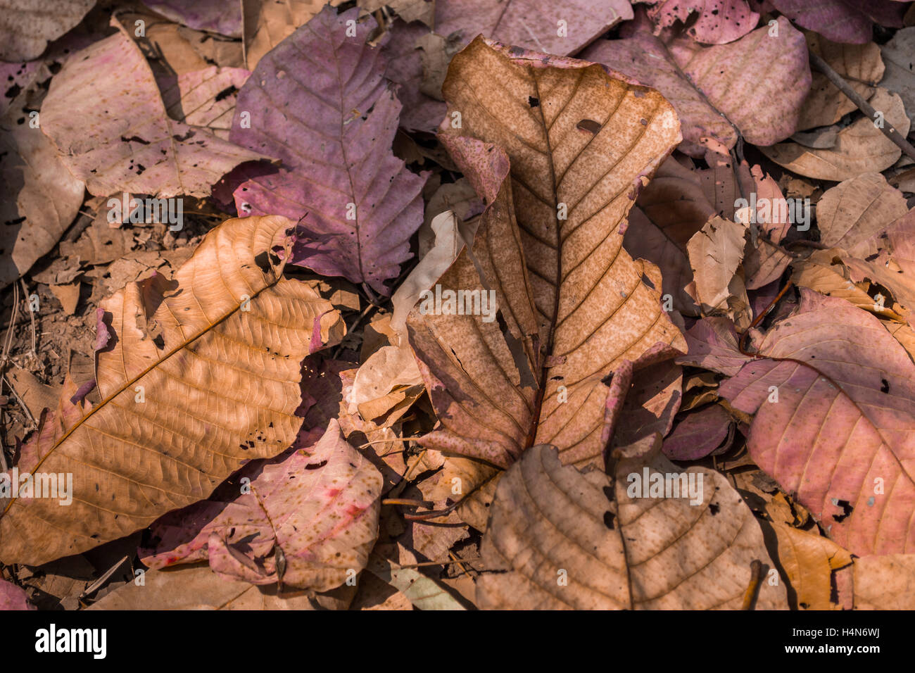 November autumn winter hi-res stock photography and images - Alamy