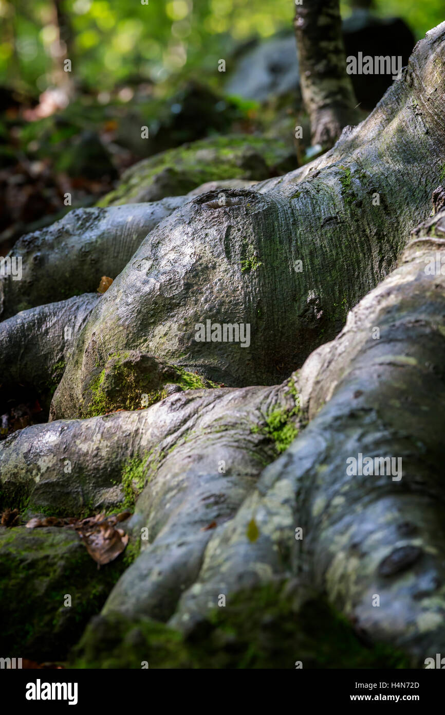 Beech tree root close up Stock Photo - Alamy