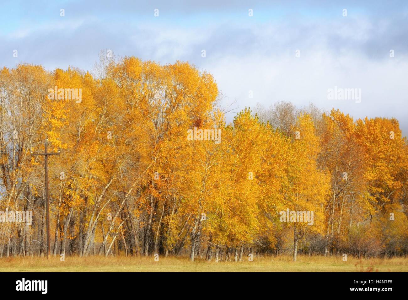 Yellow burst hi-res stock photography and images - Alamy