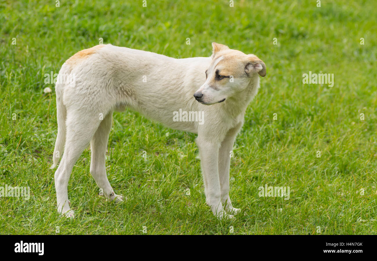 Full body pose smart young hi-res stock photography and images - Alamy