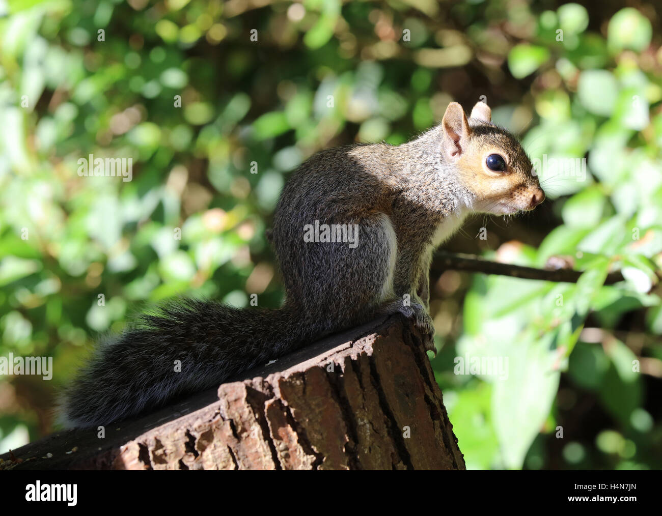 Baby squirrel grey hi-res stock photography and images - Alamy
