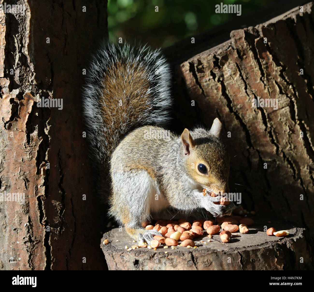 Baby squirrel grey hi-res stock photography and images - Alamy