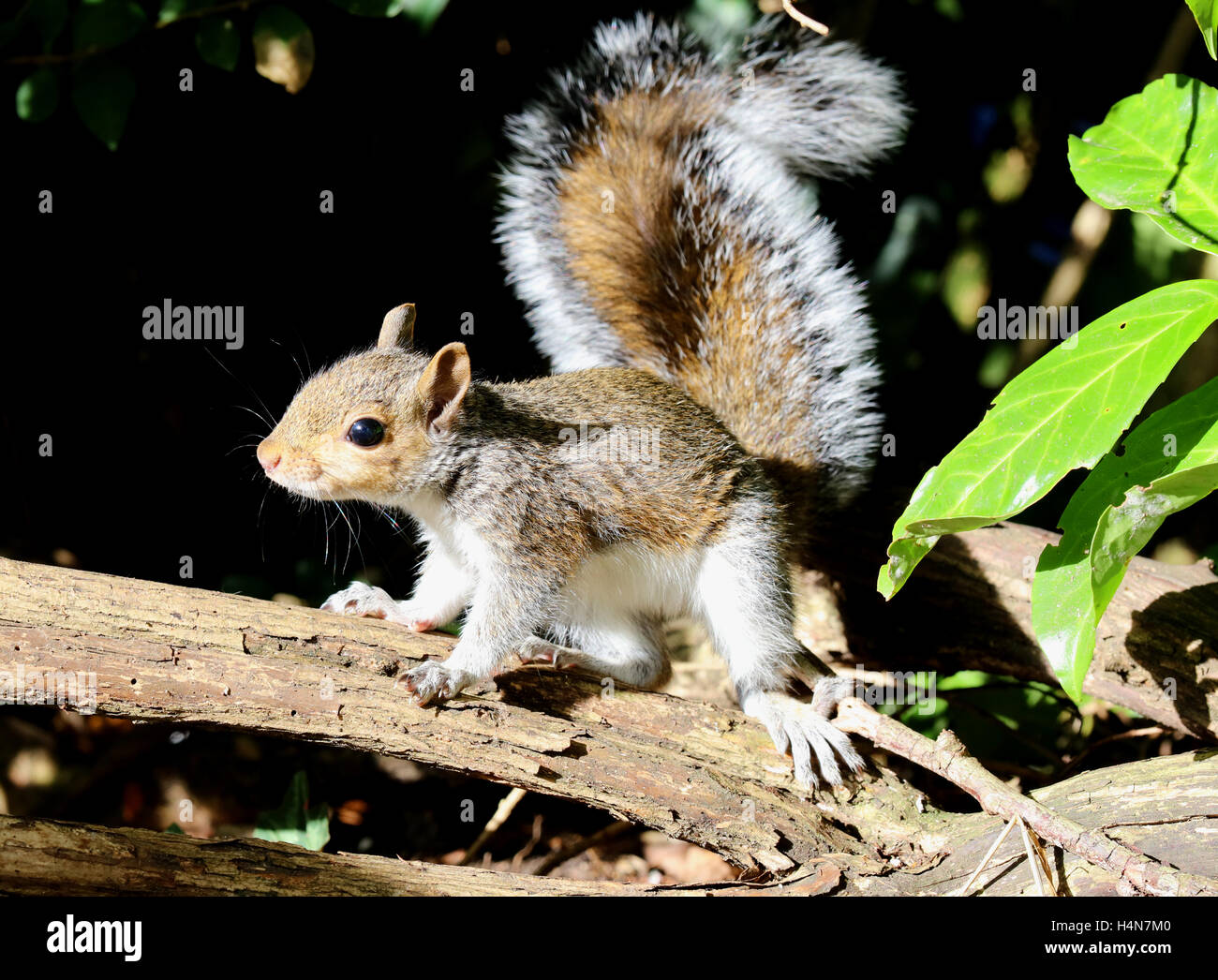 Baby squirrel grey hi-res stock photography and images - Alamy