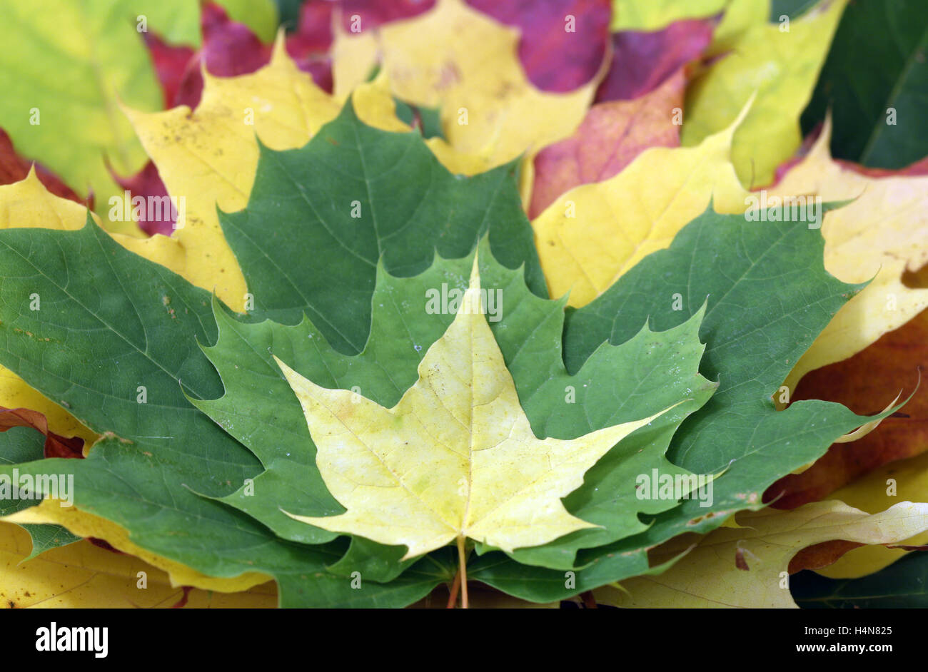 Sycamore leaves hi-res stock photography and images - Alamy