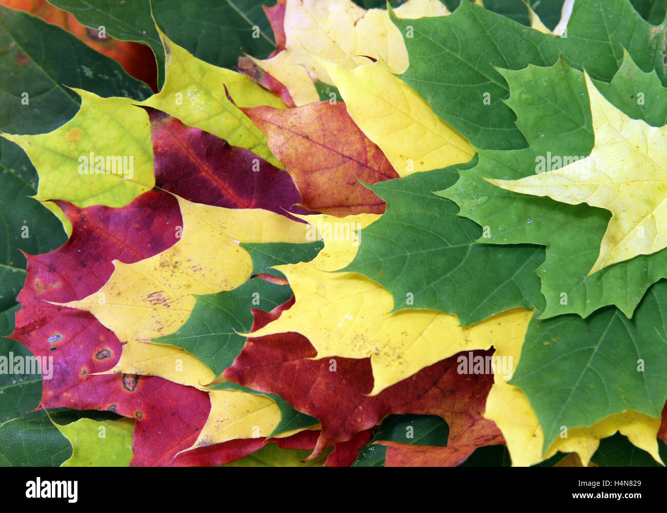 Sycamore texture hi-res stock photography and images - Alamy