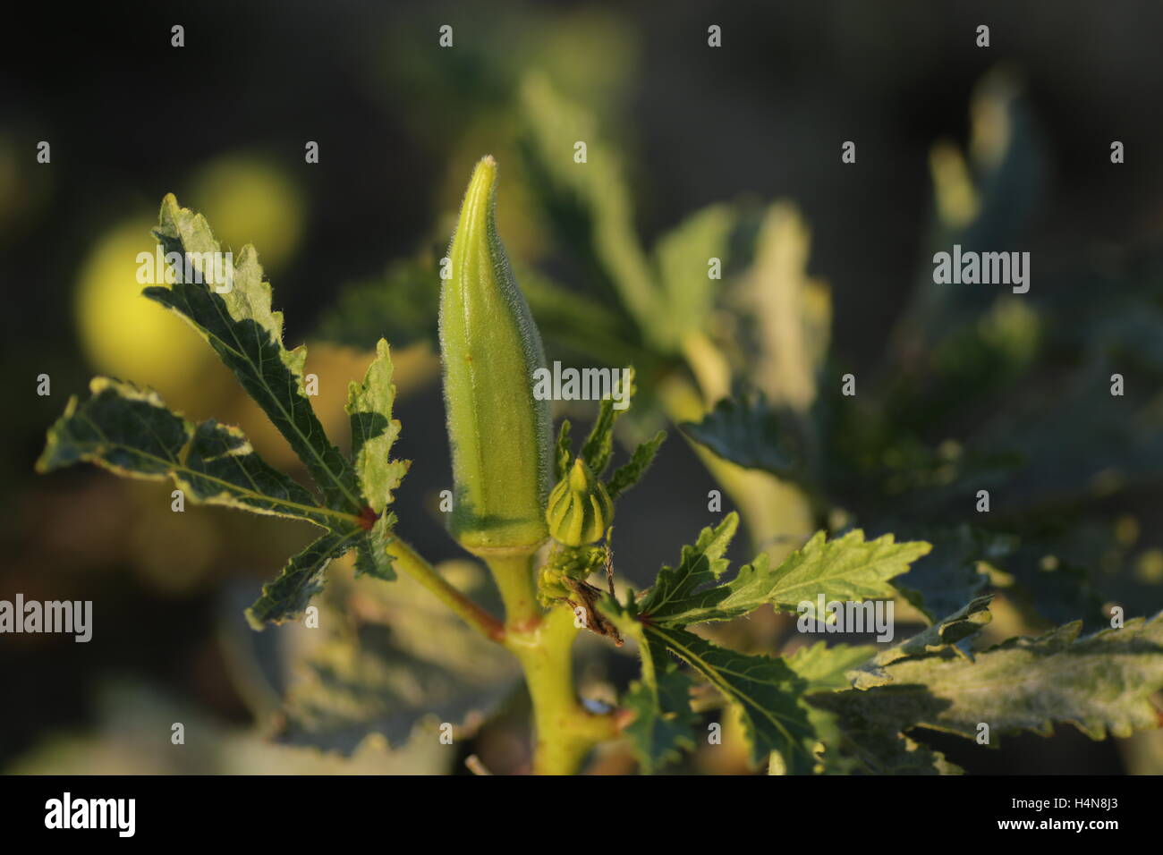 Okra crops hi-res stock photography and images - Alamy