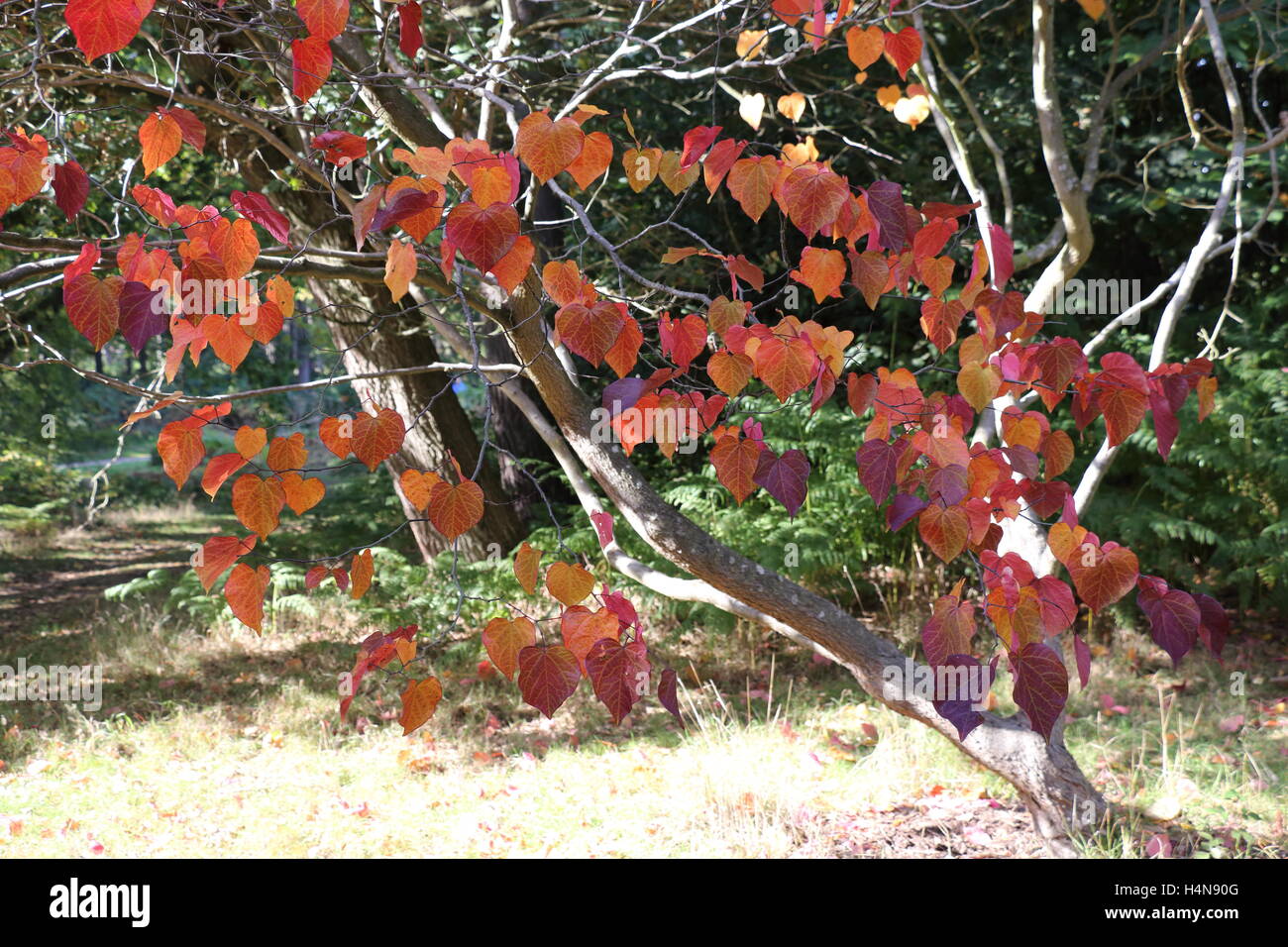 Beautiful fall colors showing hi-res stock photography and images - Alamy