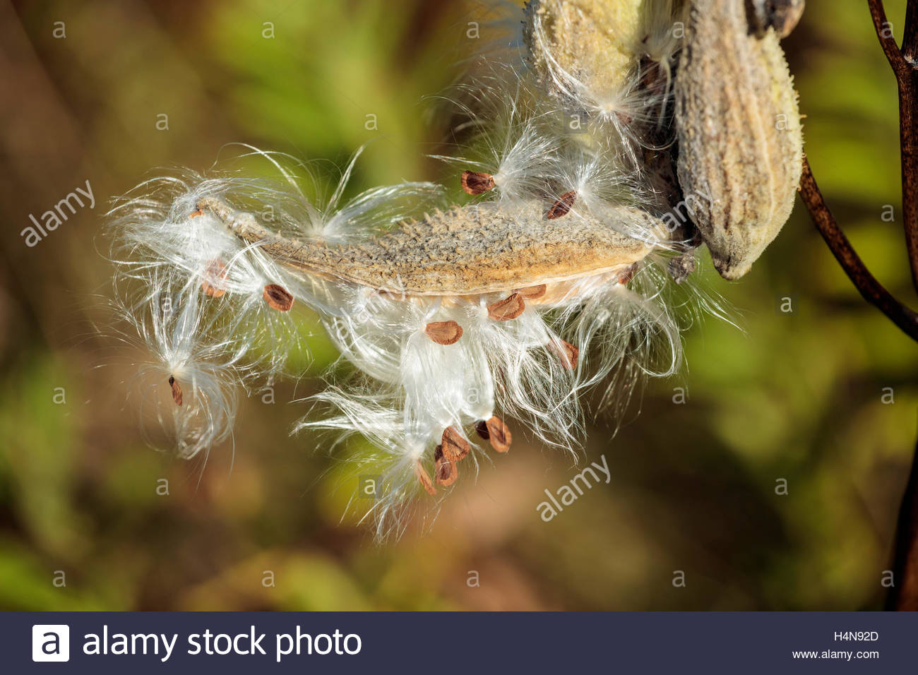 Seeds Blowing In The Wind Stock Photos & Seeds Blowing In The Wind ...