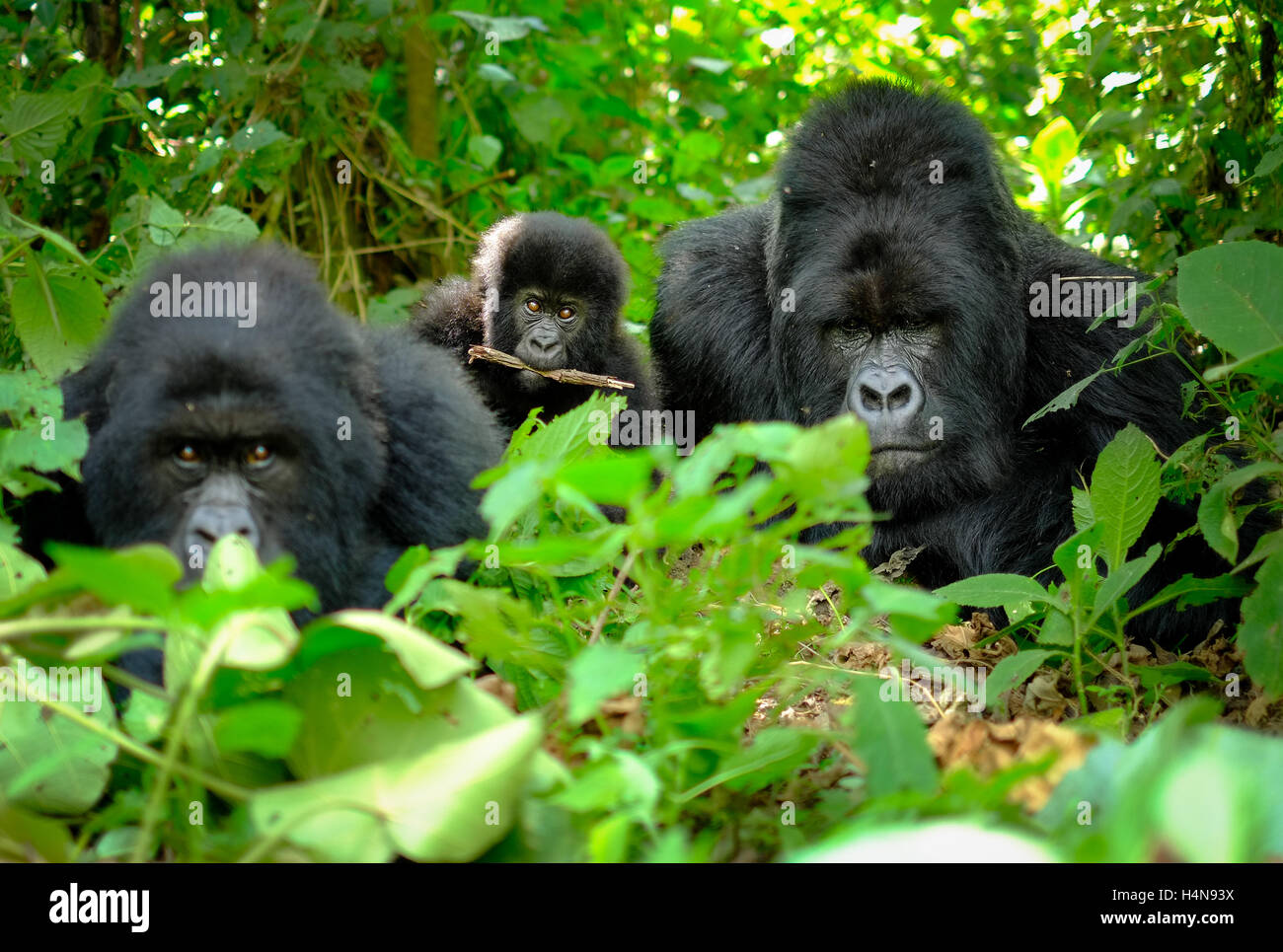 Baby Silverback Gorillas