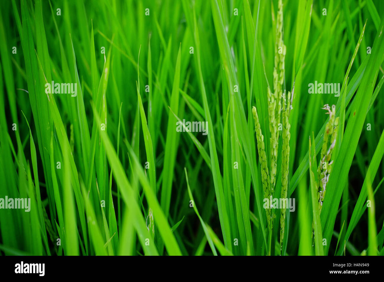 Close-up of green rice being grown in a field in Myanmar Stock Photo ...