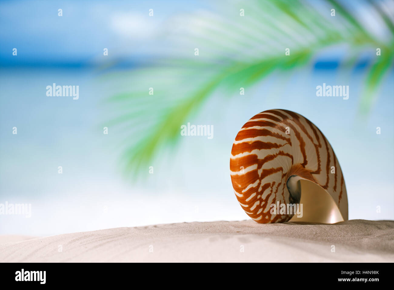 nautilus shell on white Florida beach sand under sun light, shallow dof ...