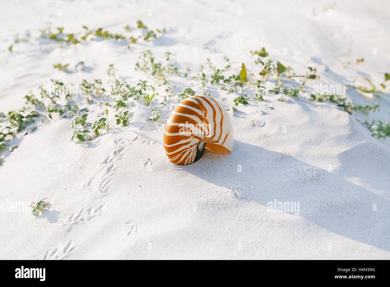 nautilus shell on white Florida beach sand under sun light, shallow dof ...