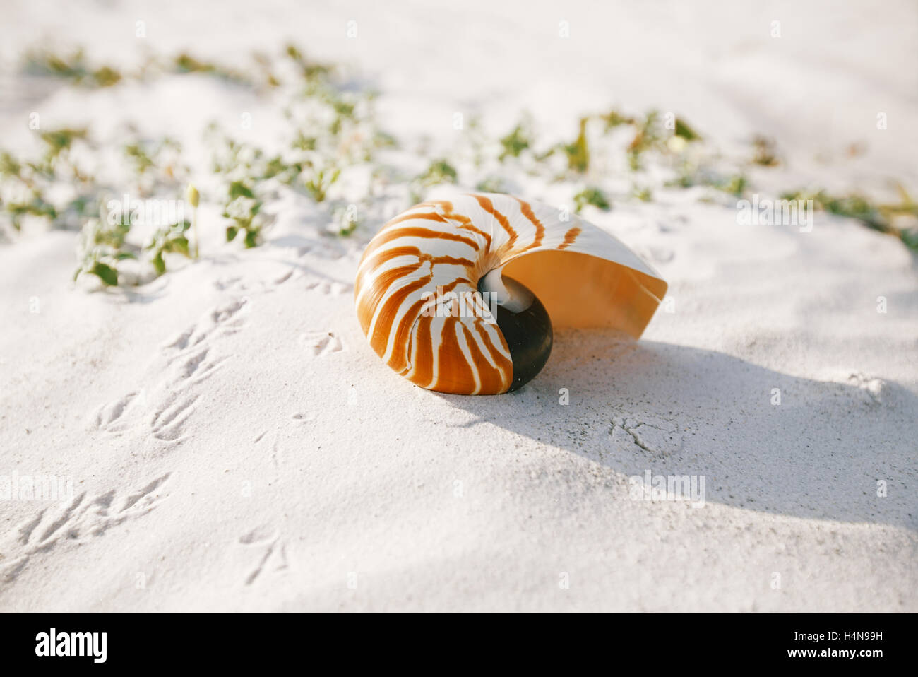 nautilus shell on white Florida beach sand under sun light, shallow dof ...