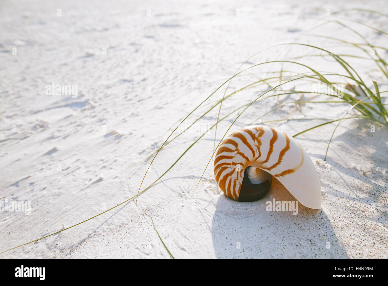 nautilus shell on white Florida beach sand under sun light, shallow dof ...