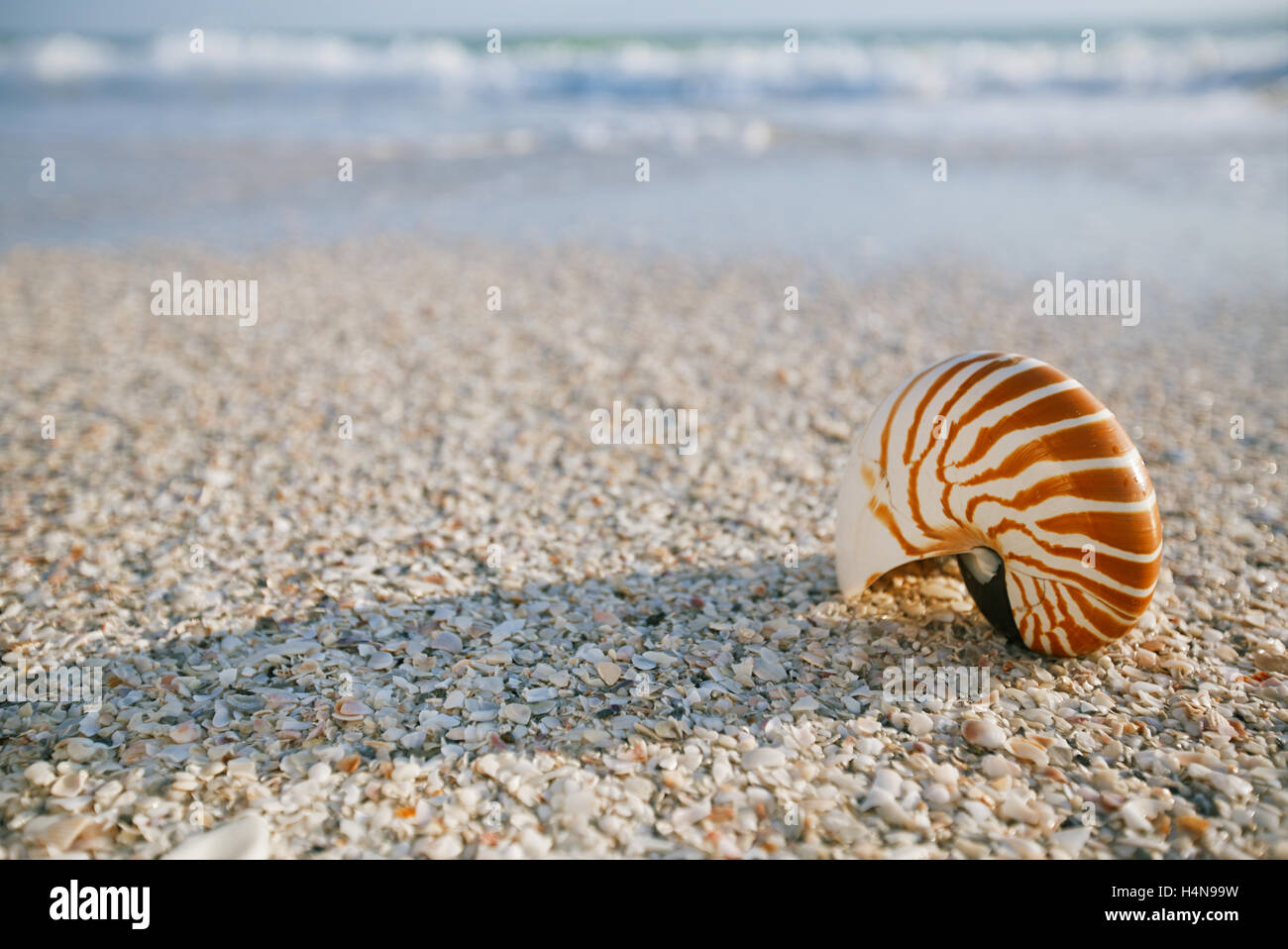 nautilus shell on white Florida beach sand under sun light, shallow dof ...